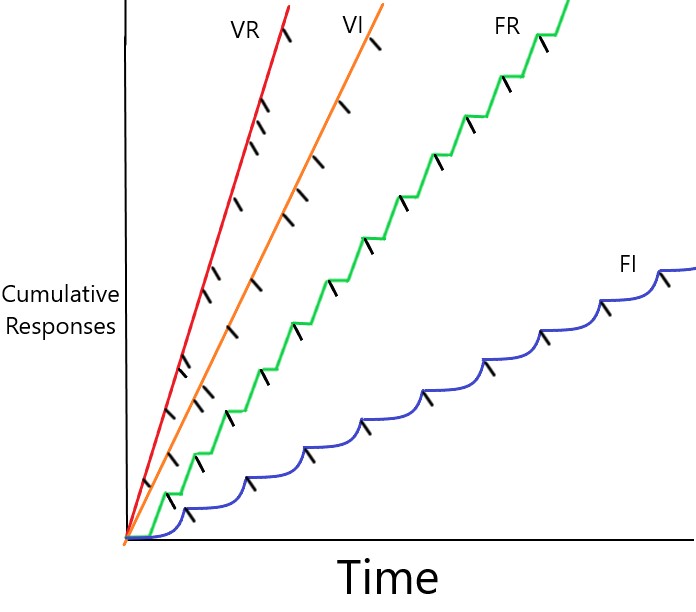 Schedules of Reinforcement Introduction – Paws and Effect